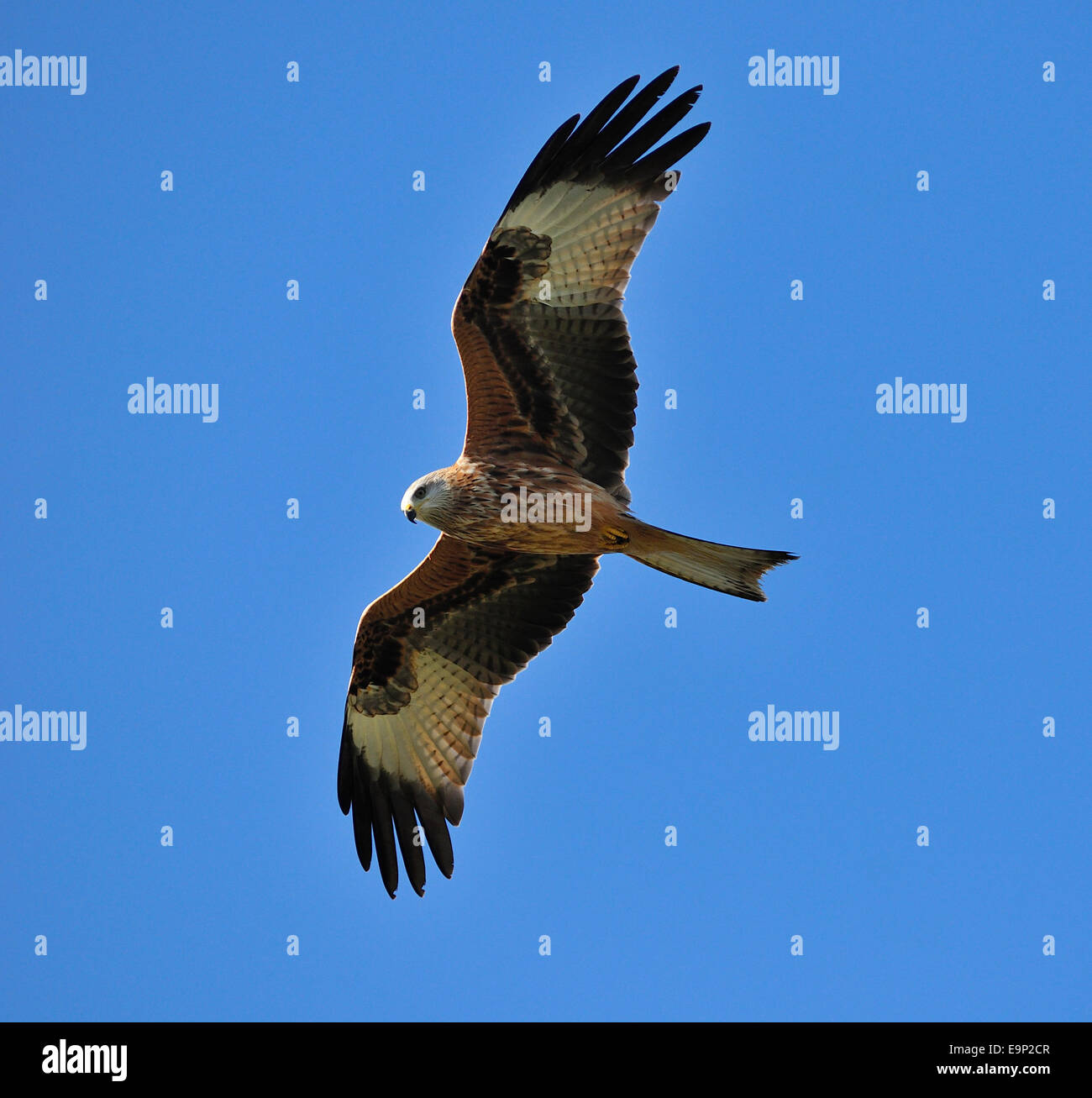 Red Kite (Milvus milvus) bird of prey soaring on thermals inBarton ...