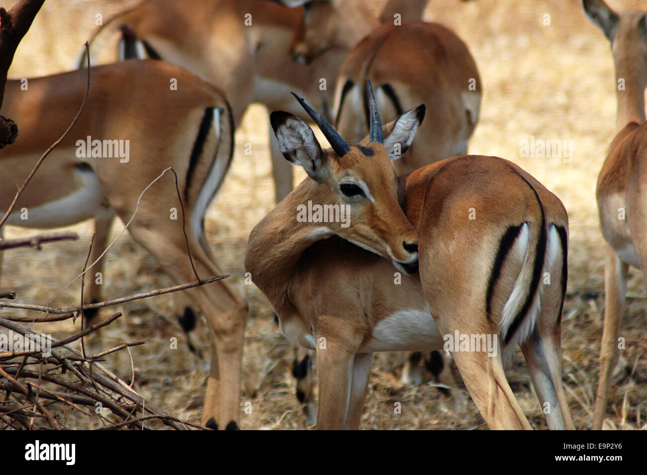herd of impala Stock Photo - Alamy