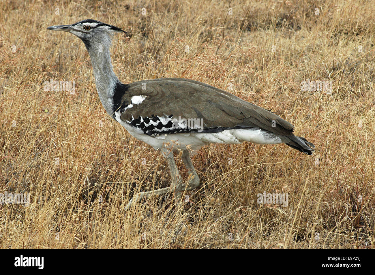 Kori bustard, a heavy flying bird, Ngorongoro, Tanzania Stock Photo - Alamy