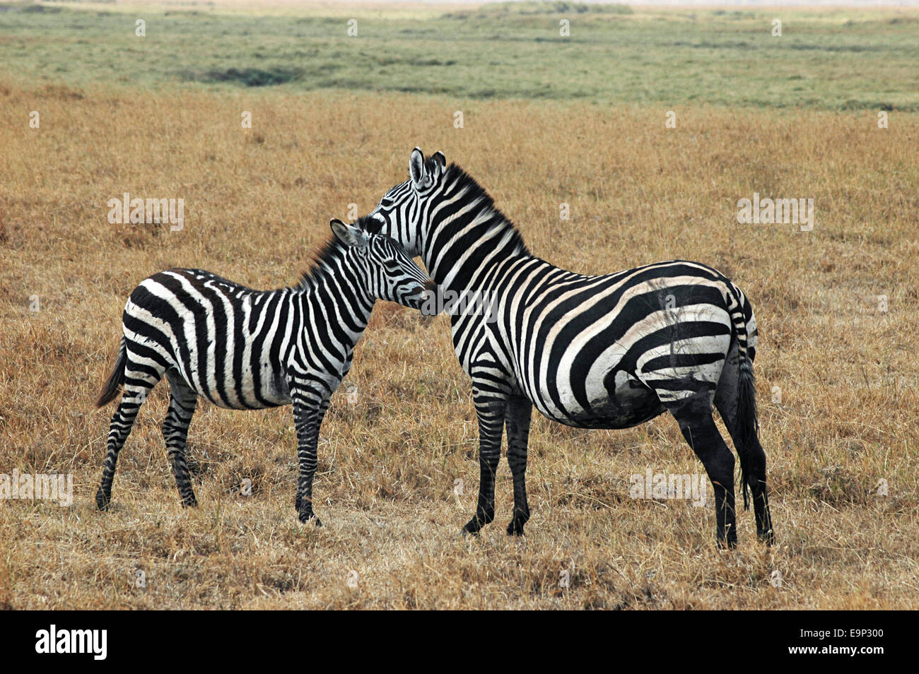 a mom zebra and its son , Ngorongoro Tanzania Stock Photo - Alamy