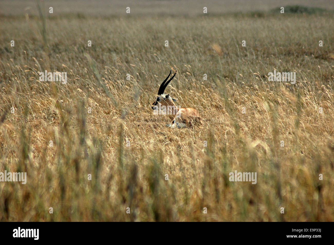 a Springbok hiding in the bush, Ngorongoro Stock Photo - Alamy