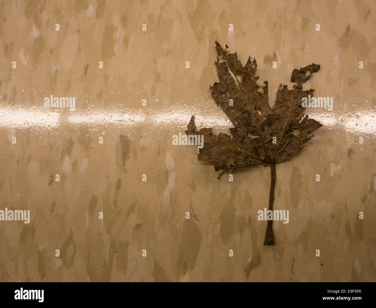 dried fallen leaf indoors Stock Photo - Alamy