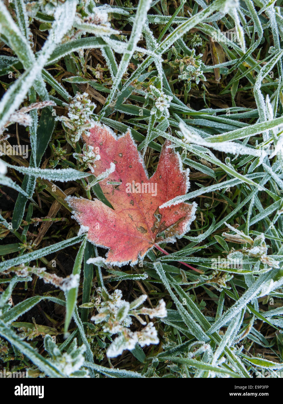 Vibrant and colorful leaf on a cold morning Stock Photo - Alamy
