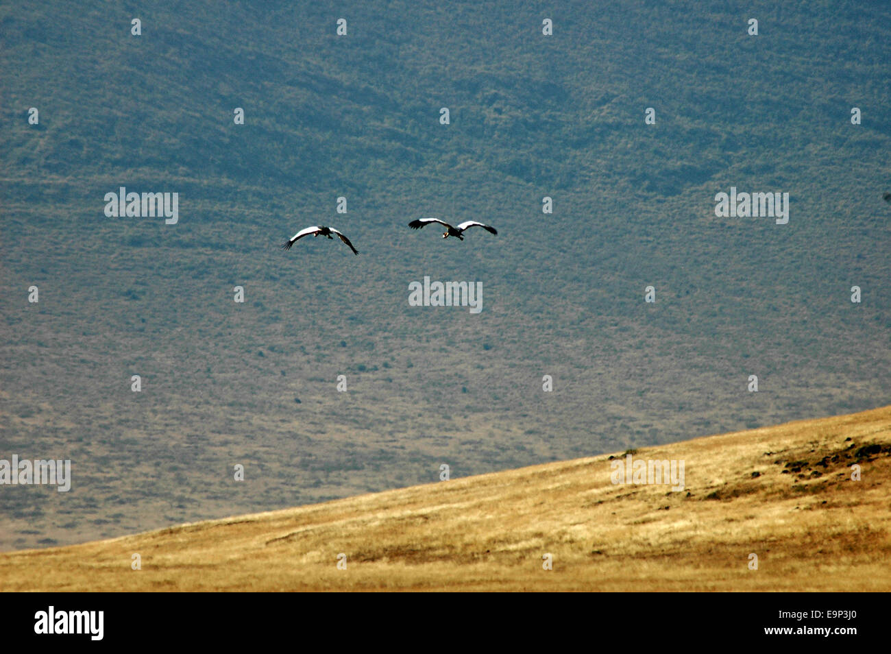 two storks flying over the crater, Ngorongoro, Tanzania Stock Photo - Alamy
