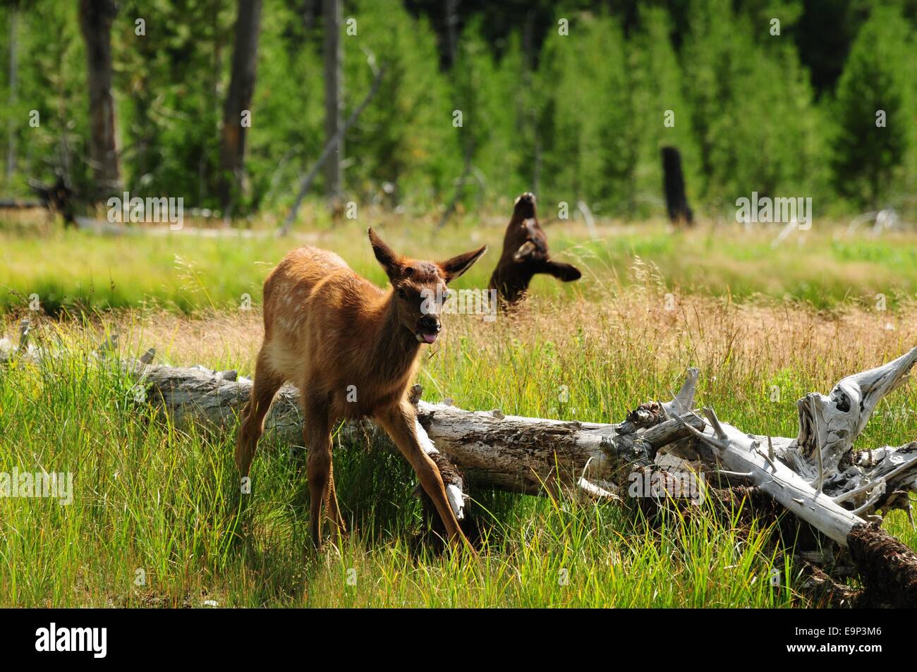Two young elk babies awakening from a nap Stock Photo - Alamy