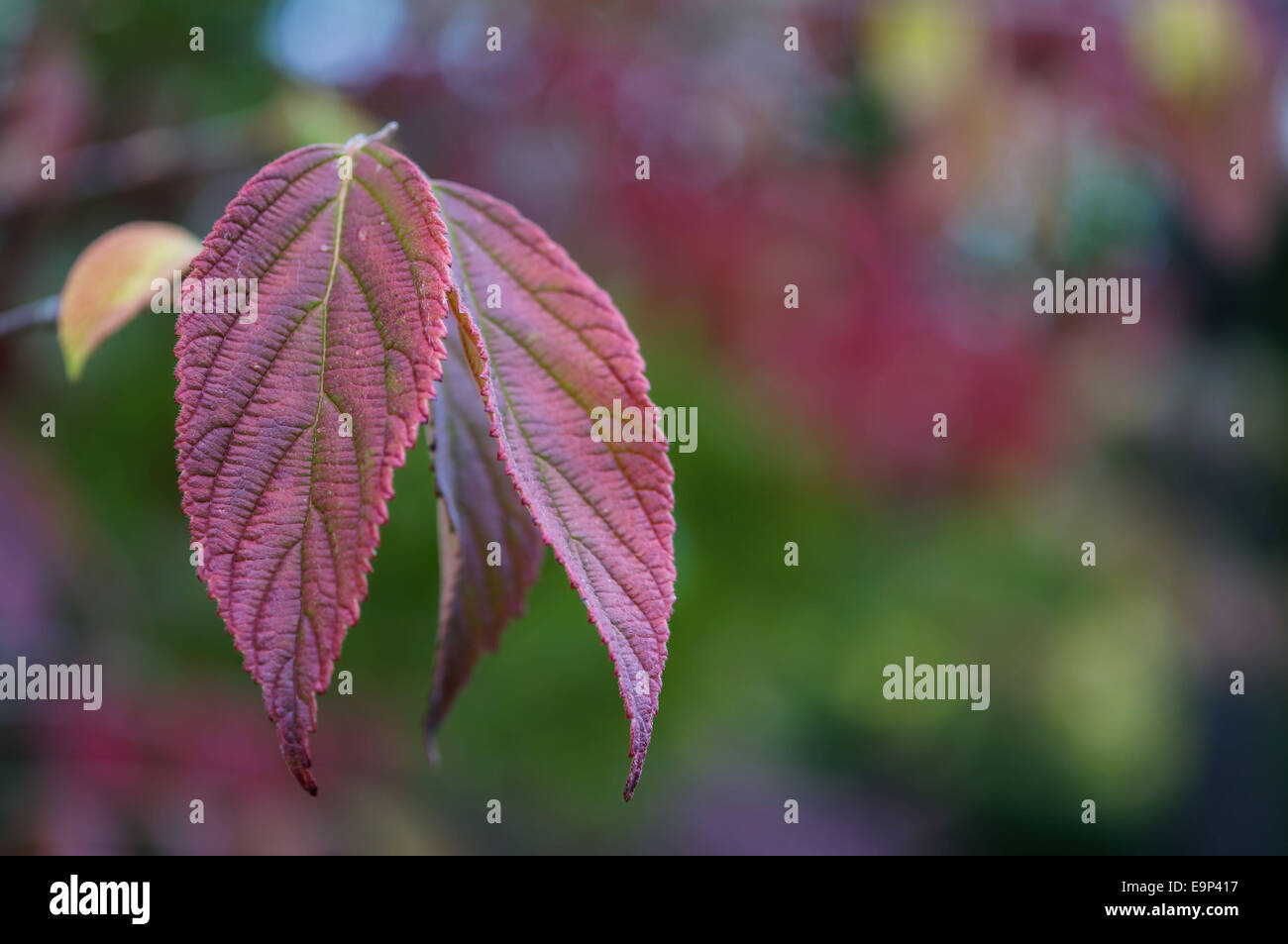 Red leaves backdrop hi-res stock photography and images - Alamy