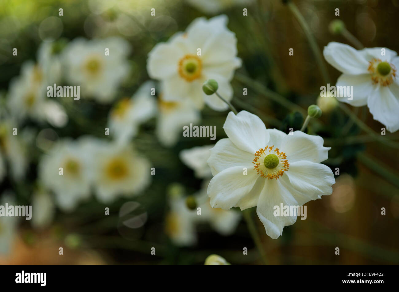 Bunch of Japanese Anemone Stock Photo - Alamy