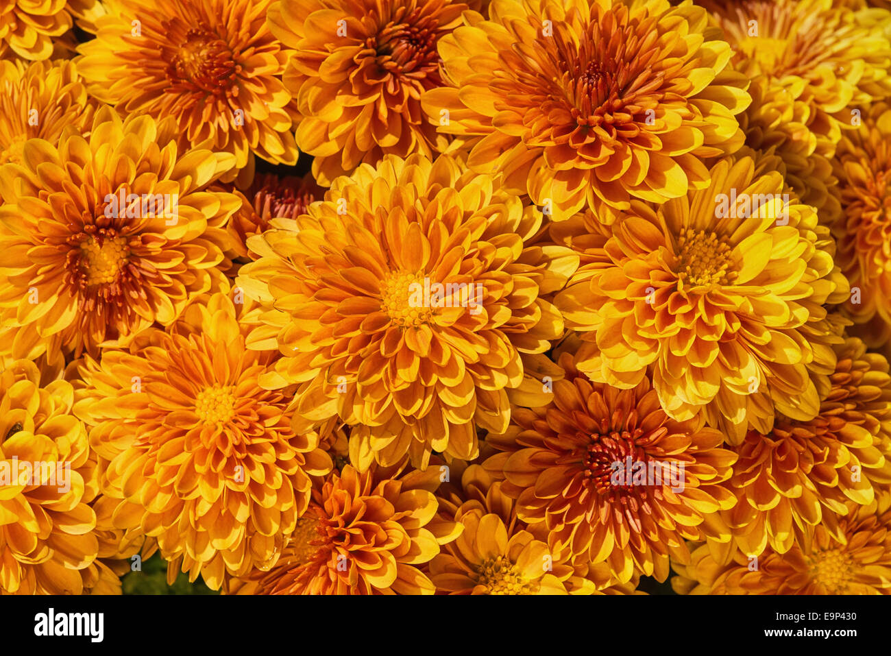 Colorful orange yellow Mums or Chrysanthemums in bloom, autumn flower ...