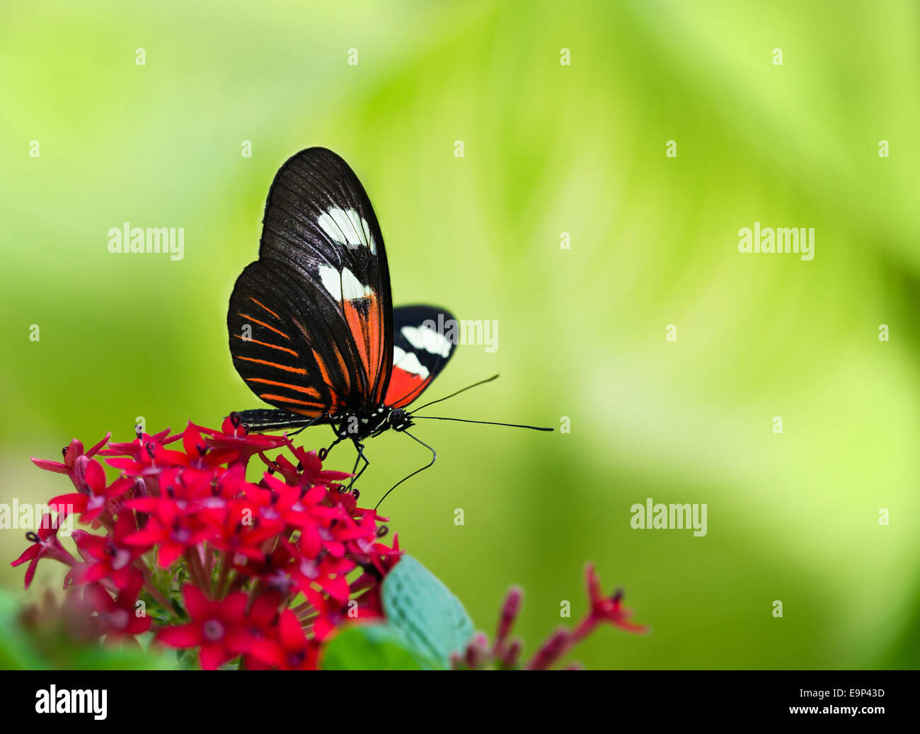 Doris Longwing butterfly (Heliconius Doris) feeding on red flowers ...