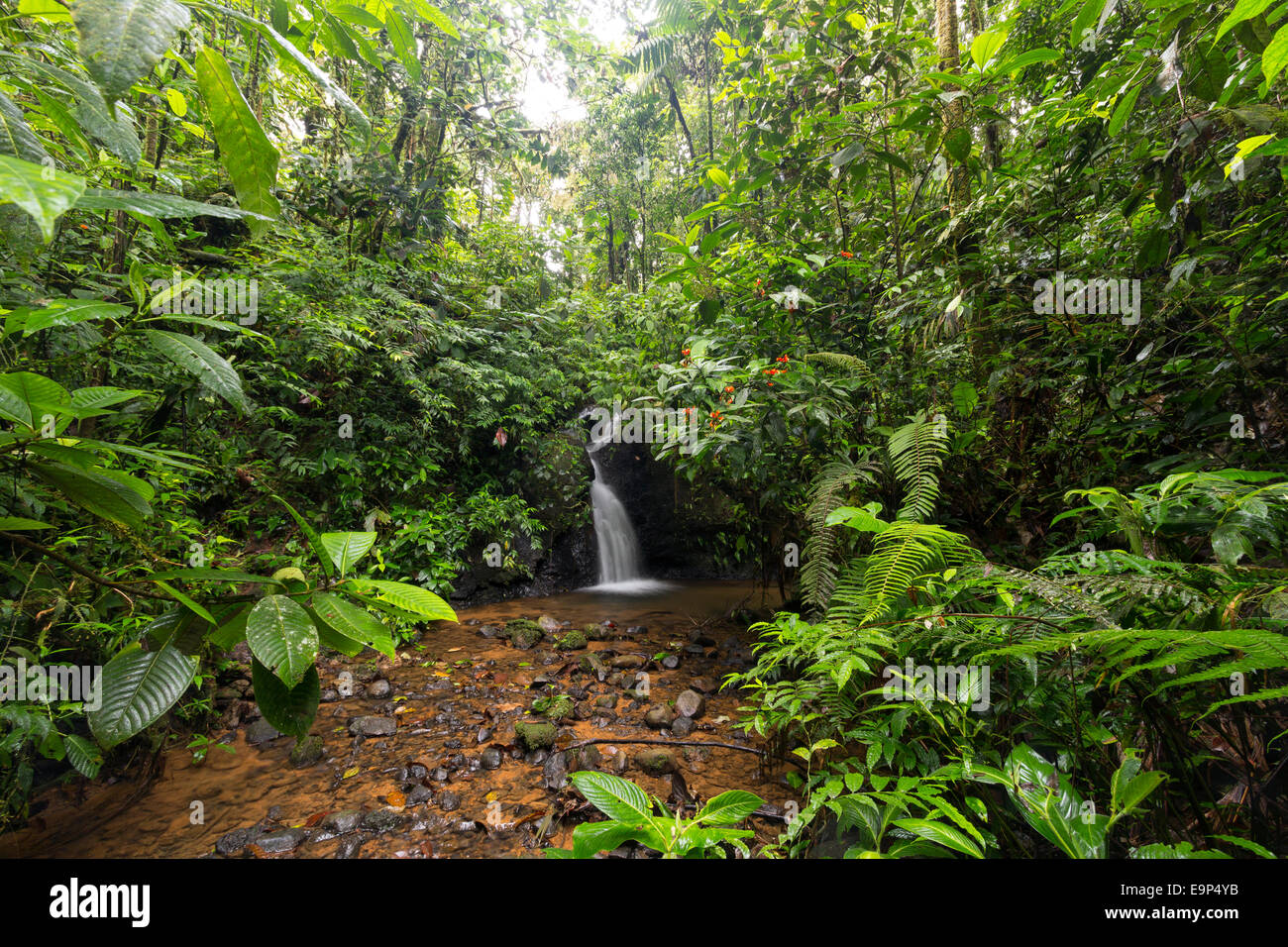 Humid hi-res stock photography and images - Alamy