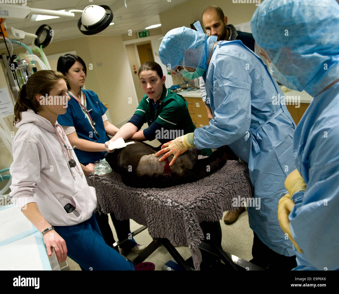 Noel Fitzpatrick Vet Stock Photos & Noel Fitzpatrick Vet Stock Images ...