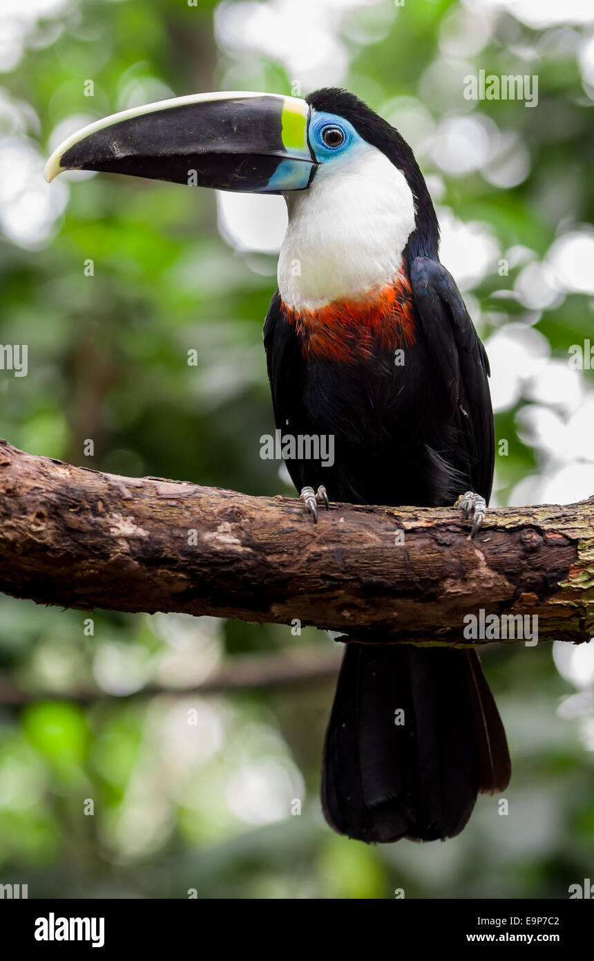 beautiful blue green red white black toucan bird Stock Photo - Alamy