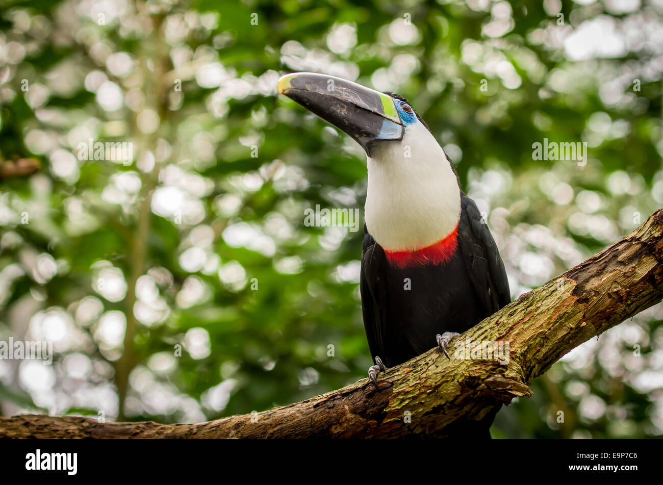 beautiful blue green red white black toucan bird Stock Photo - Alamy