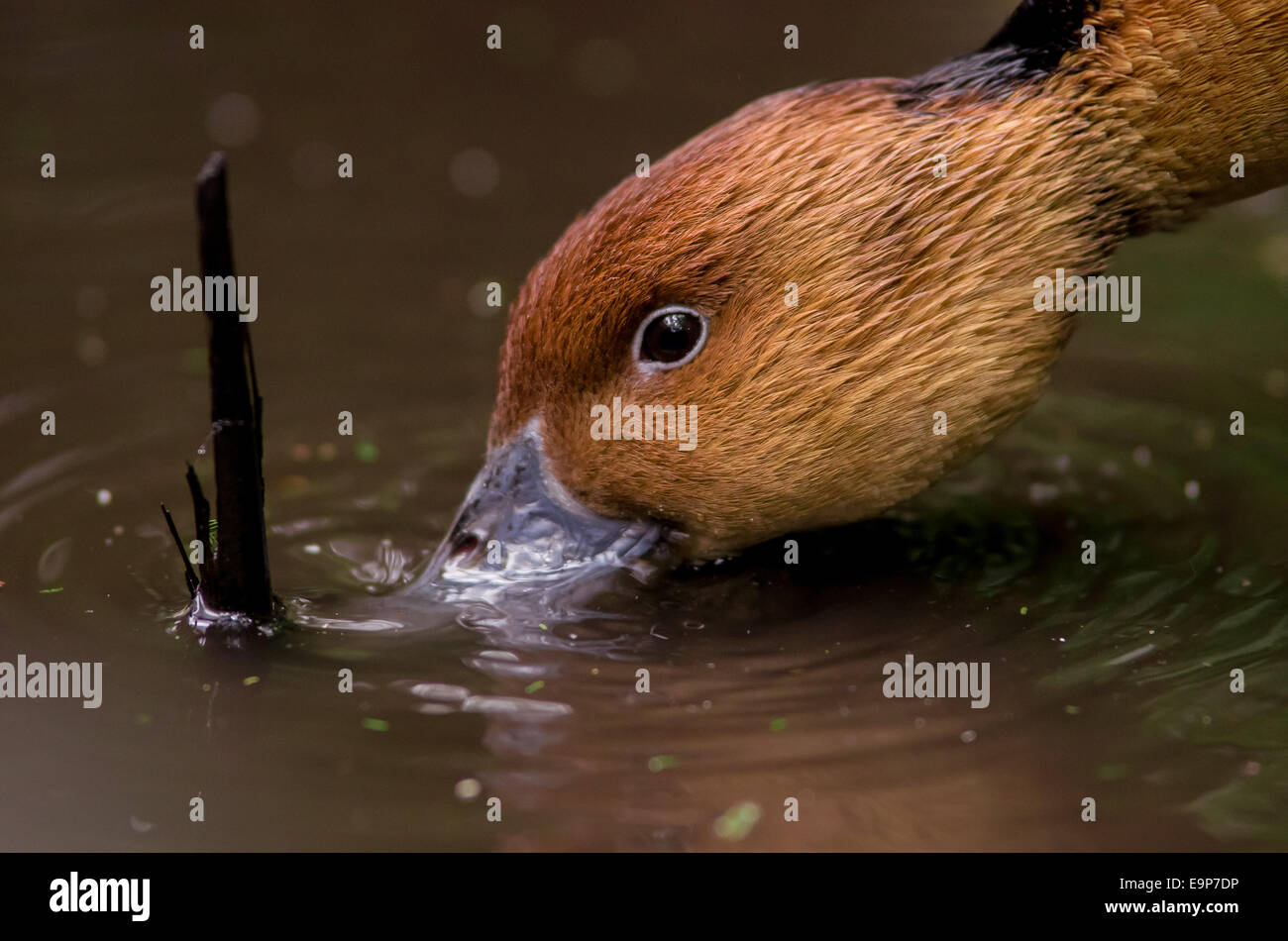 brown duck's face drinking water Stock Photo - Alamy
