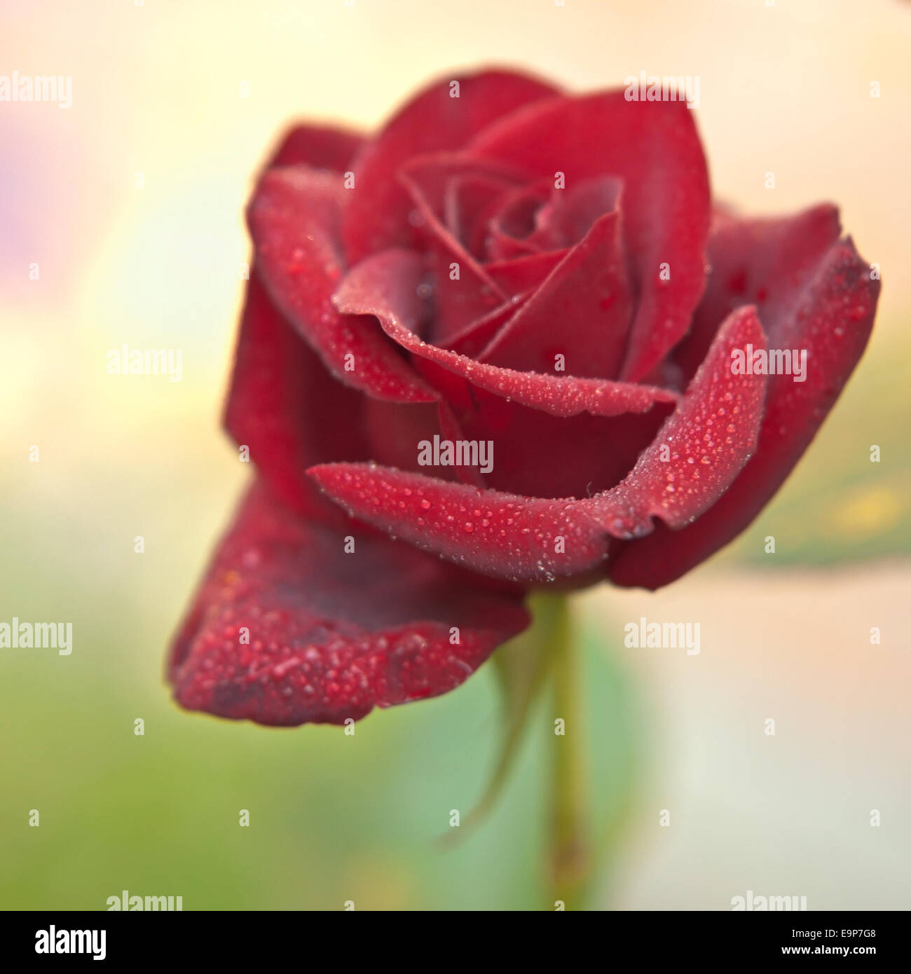 Close up view of red rose Stock Photo - Alamy