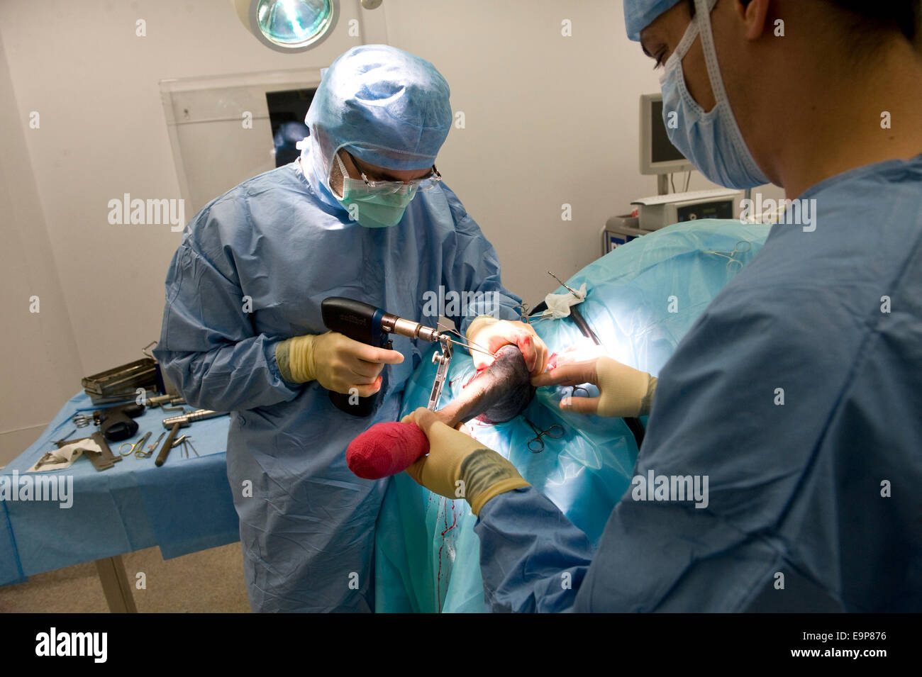 noel fitzpatrick inserts metal implant in dogs hind leg in his state of ...