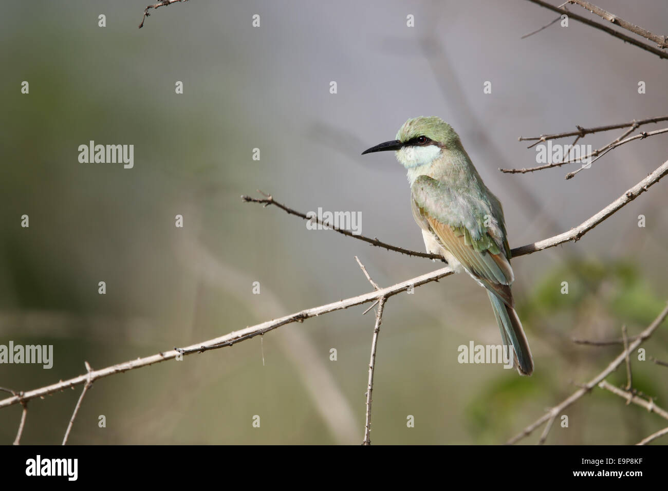 Juvenile bee eater hi-res stock photography and images - Alamy