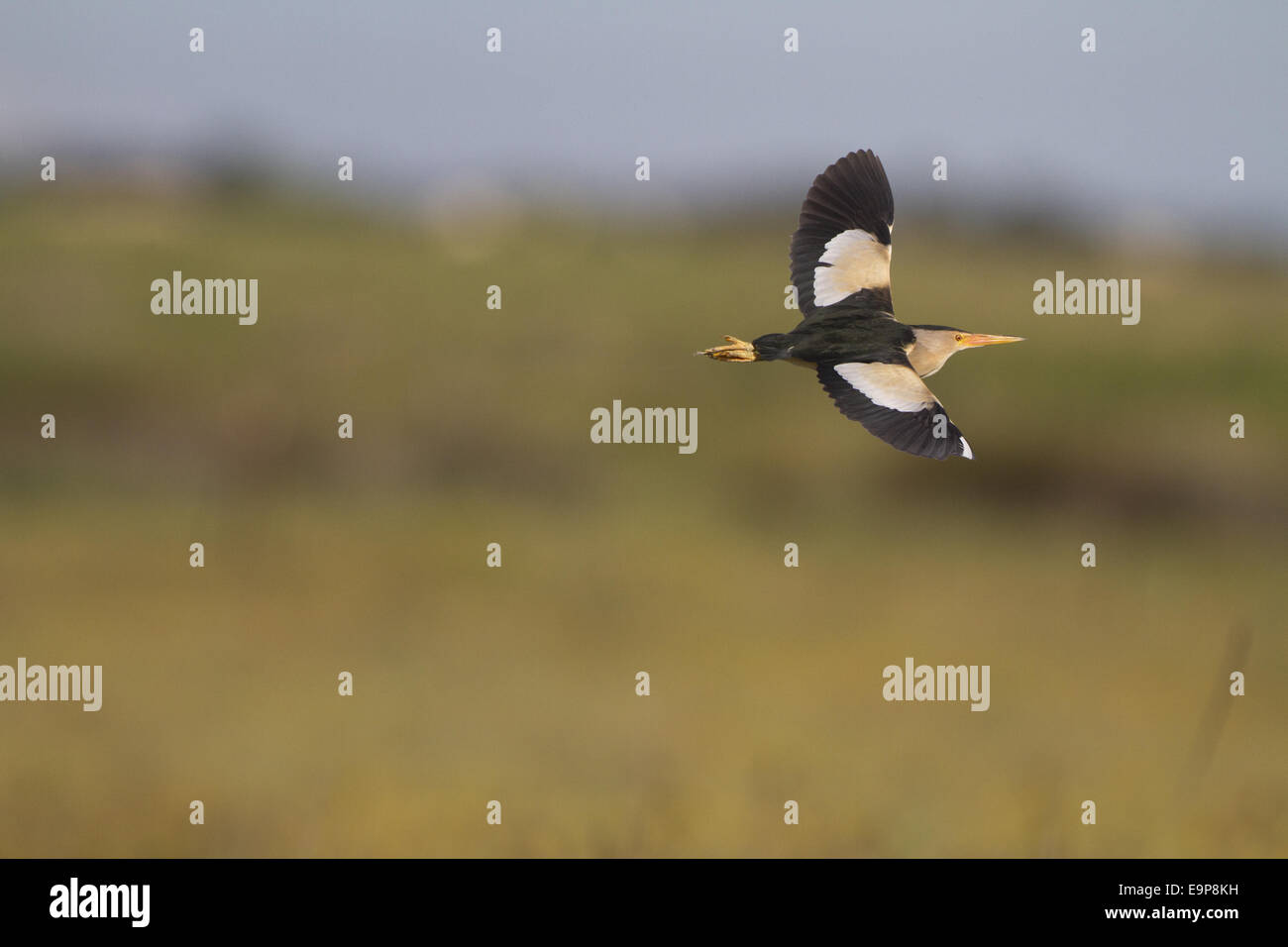 Adult little bittern in flight hi-res stock photography and images - Alamy