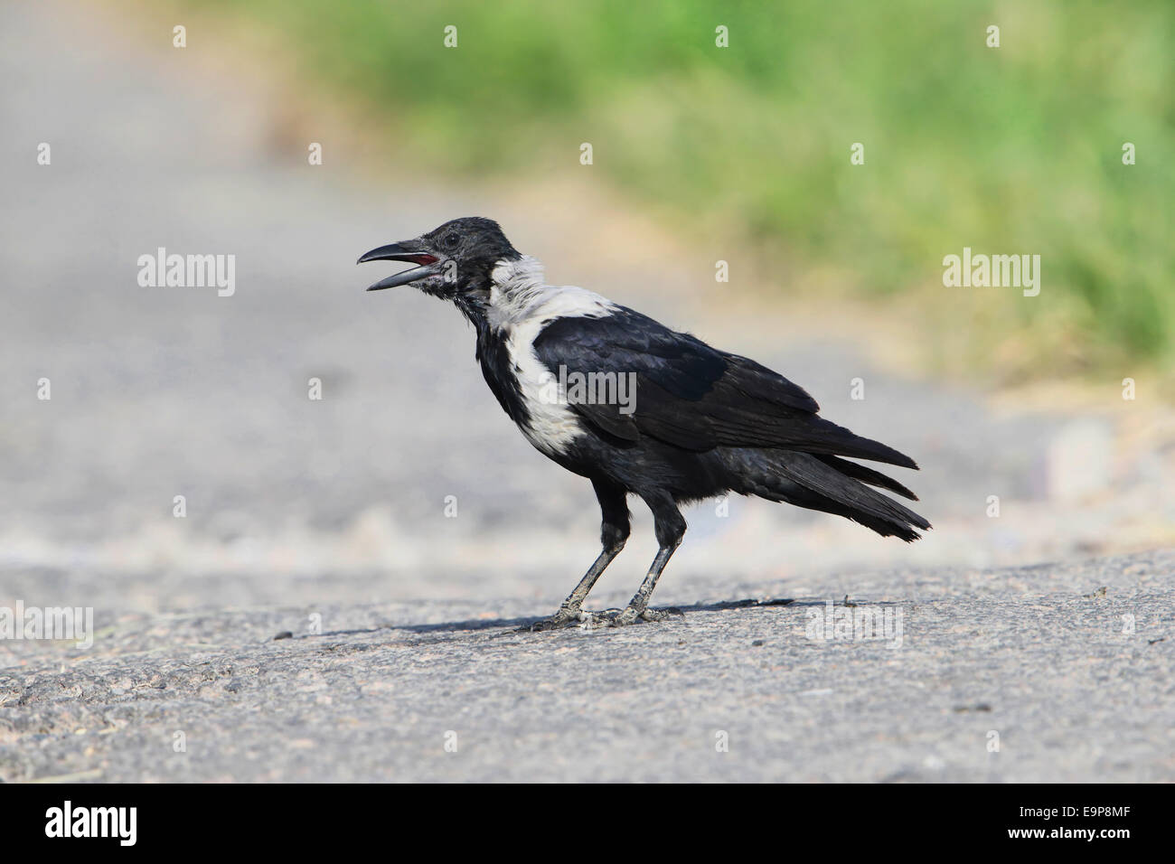 Collared Crow (Corvus torquatus) immature, calling, standing on tarmac ...
