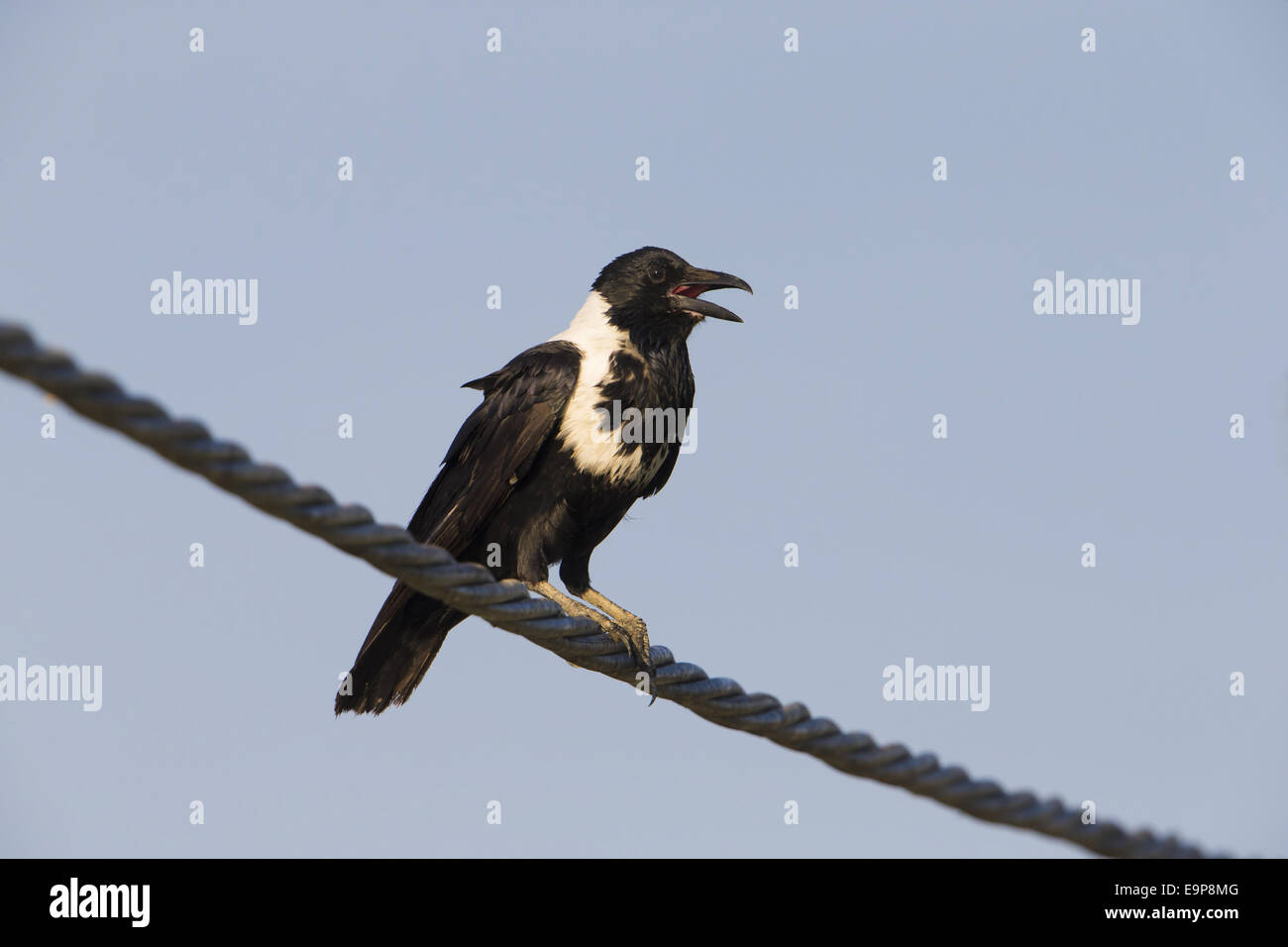 Collared Crow (Corvus torquatus) immature, attaining almost full adult ...