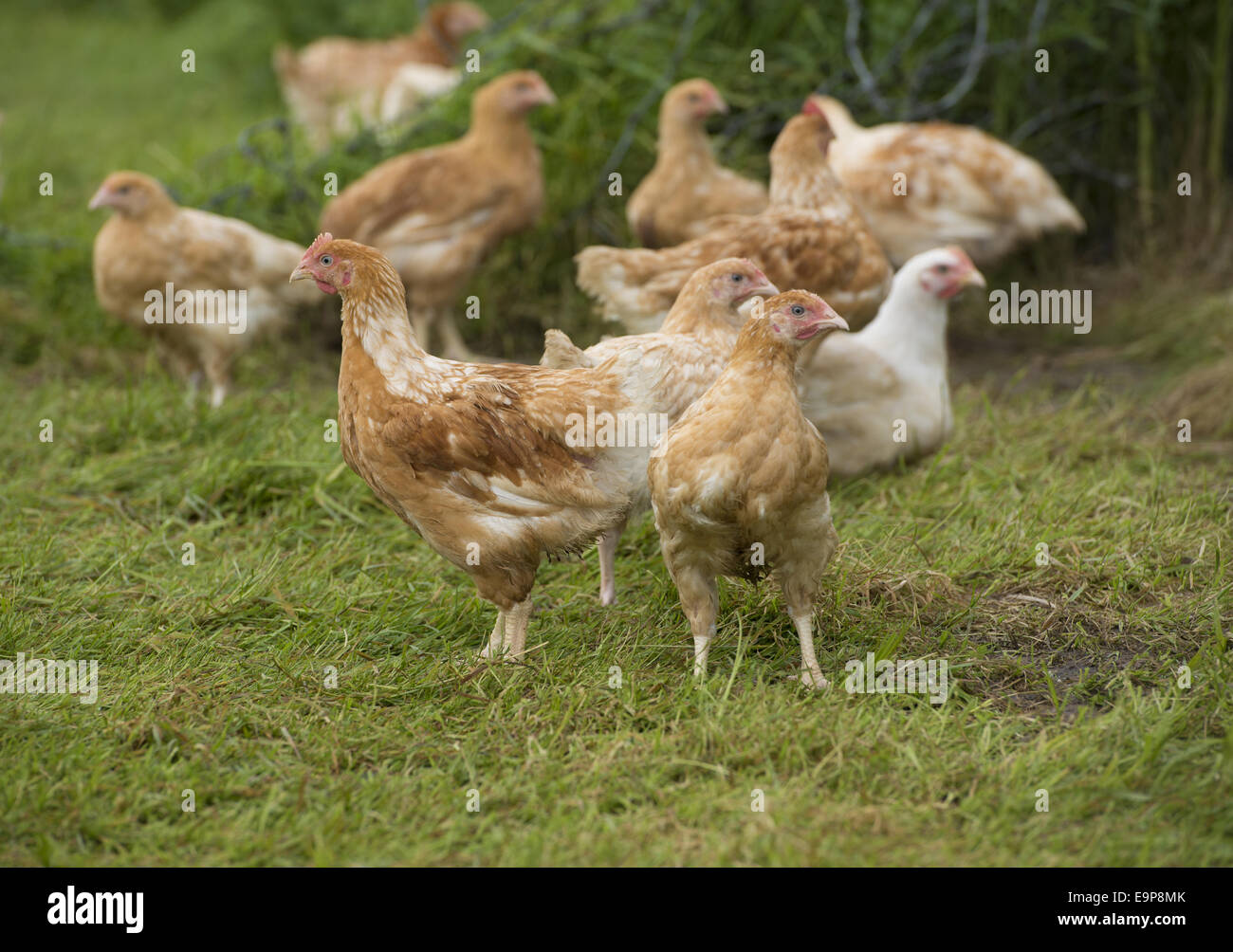 Free range chickens uk broiler hi-res stock photography and images - Alamy