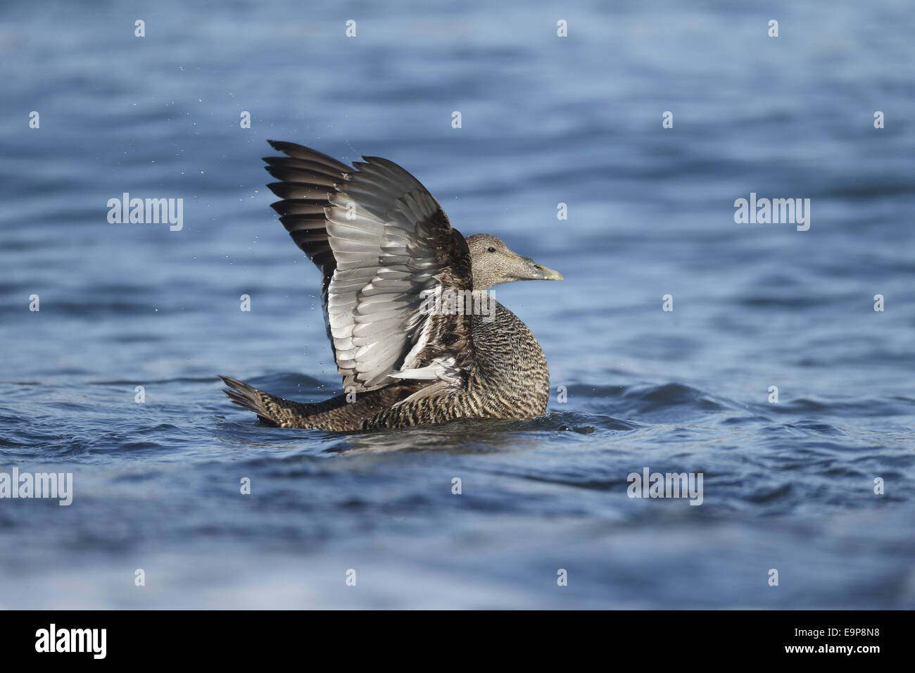 Common Eider (Somateria mollissima) adult female, stretching wings at ...