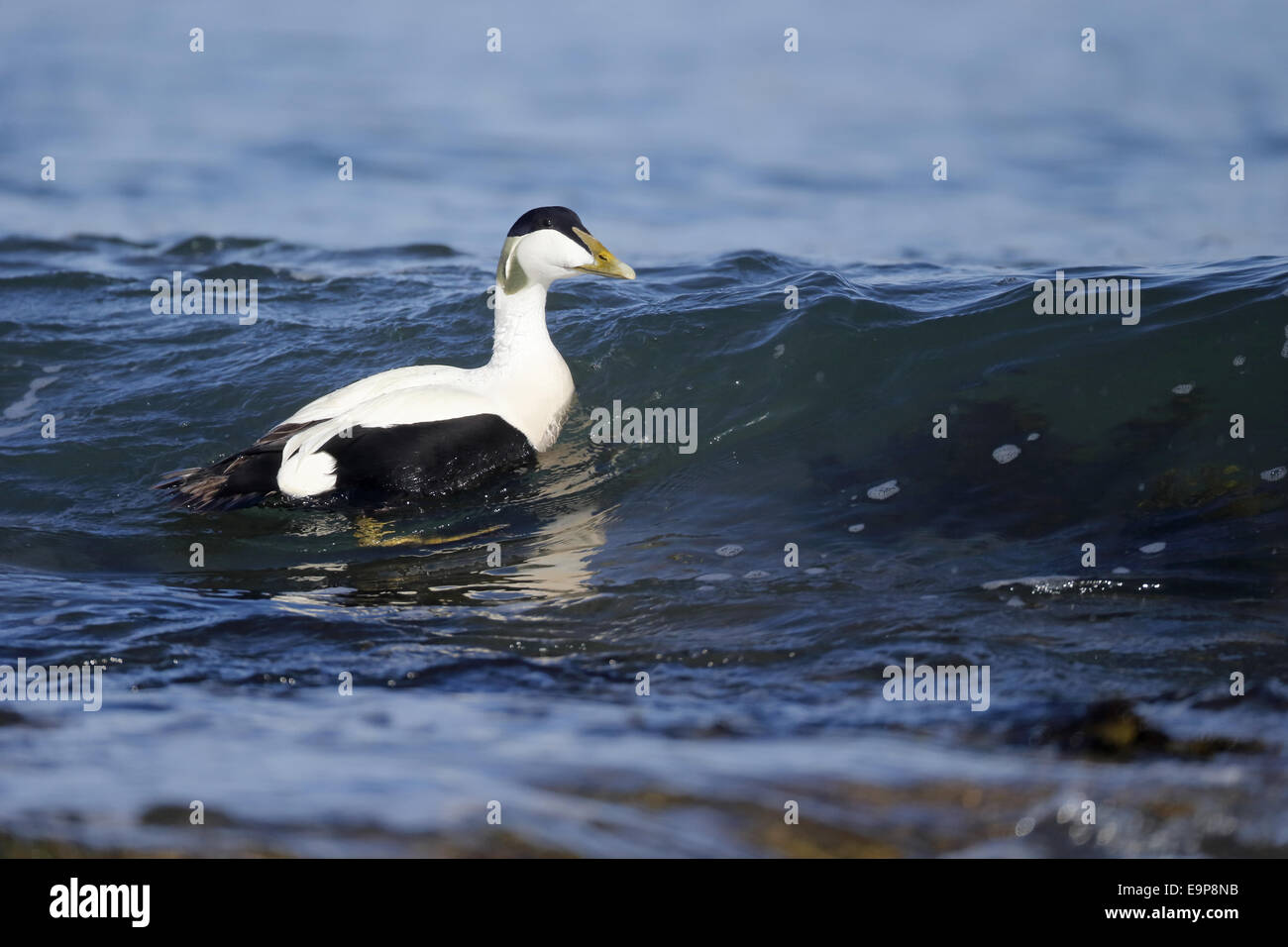 Eiders in breeding plumage hi-res stock photography and images - Alamy
