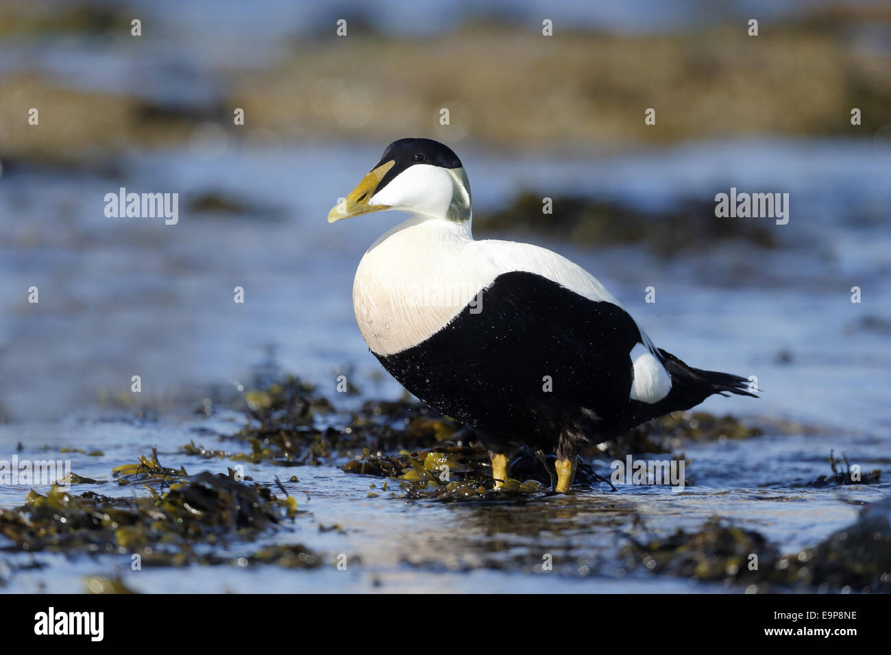 Eider drake standing hi-res stock photography and images - Alamy