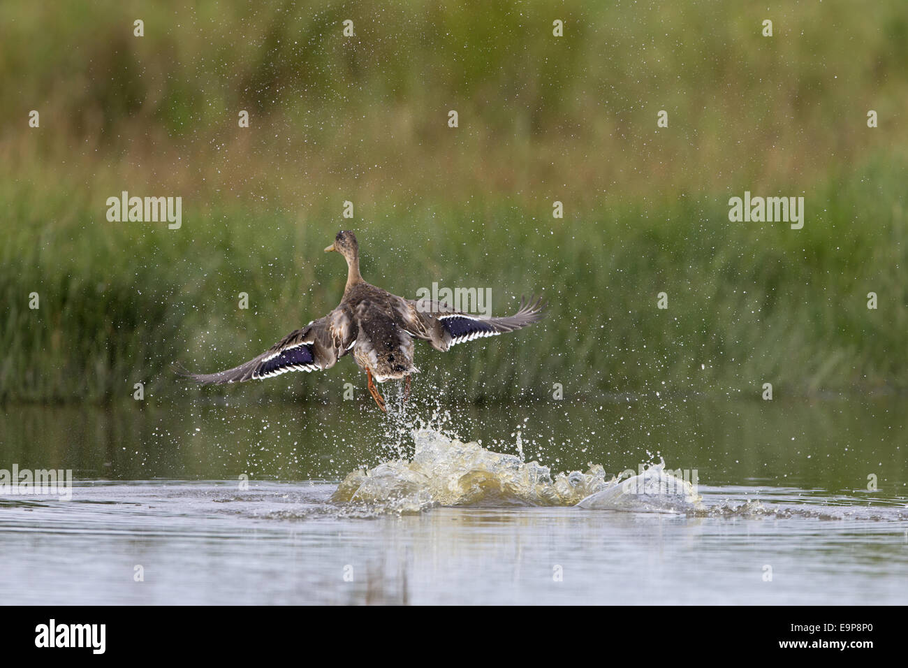 Mallard Duck (Anas platyrhynchos) adult male, eclipse plumage, in ...
