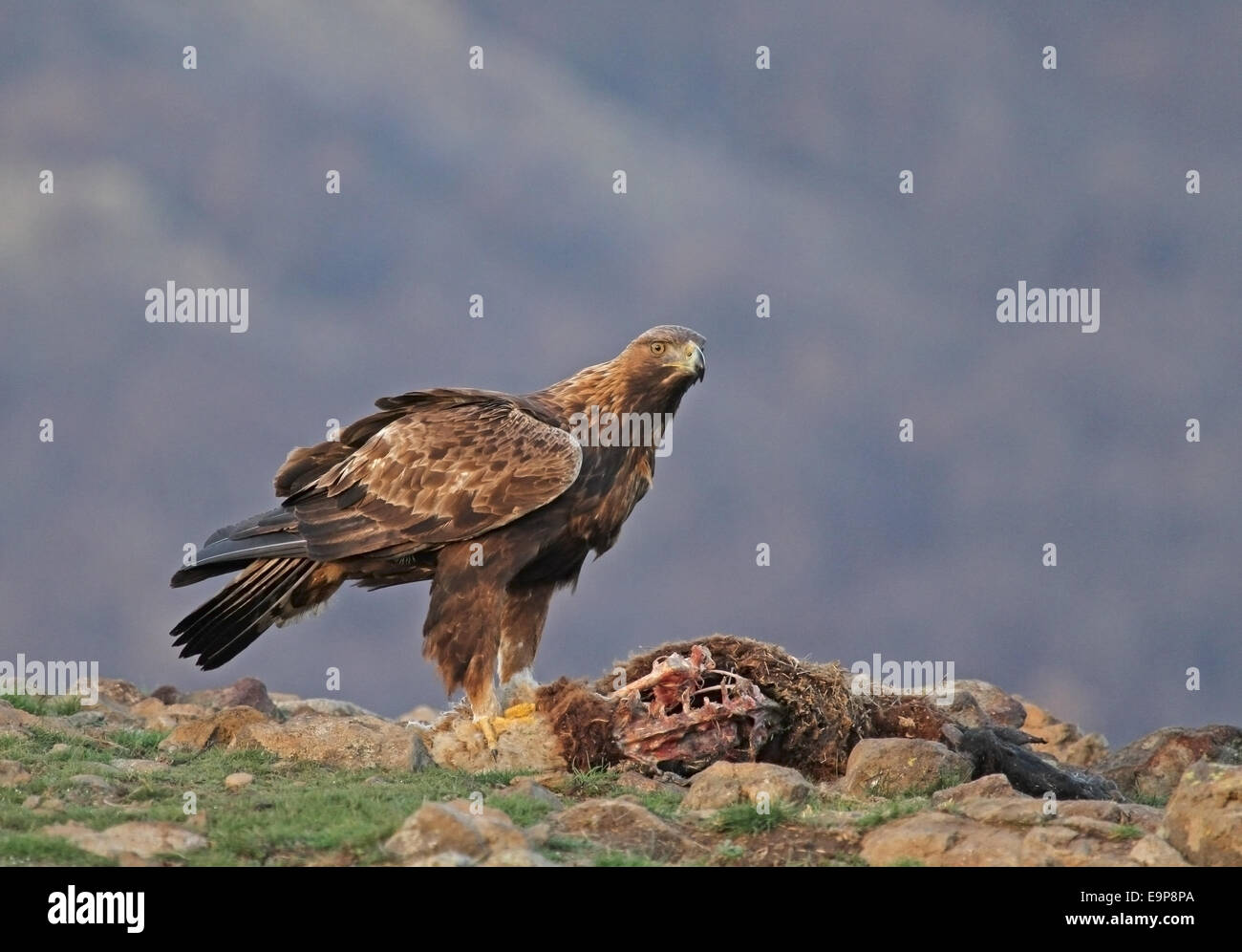 Sheep carcass uplands hi-res stock photography and images - Alamy