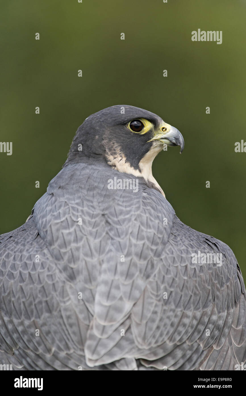 Peregrine Falcon (Falco peregrinus) adult, close-up of head and back ...