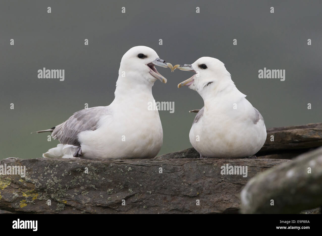 Rub beaks hi-res stock photography and images - Alamy