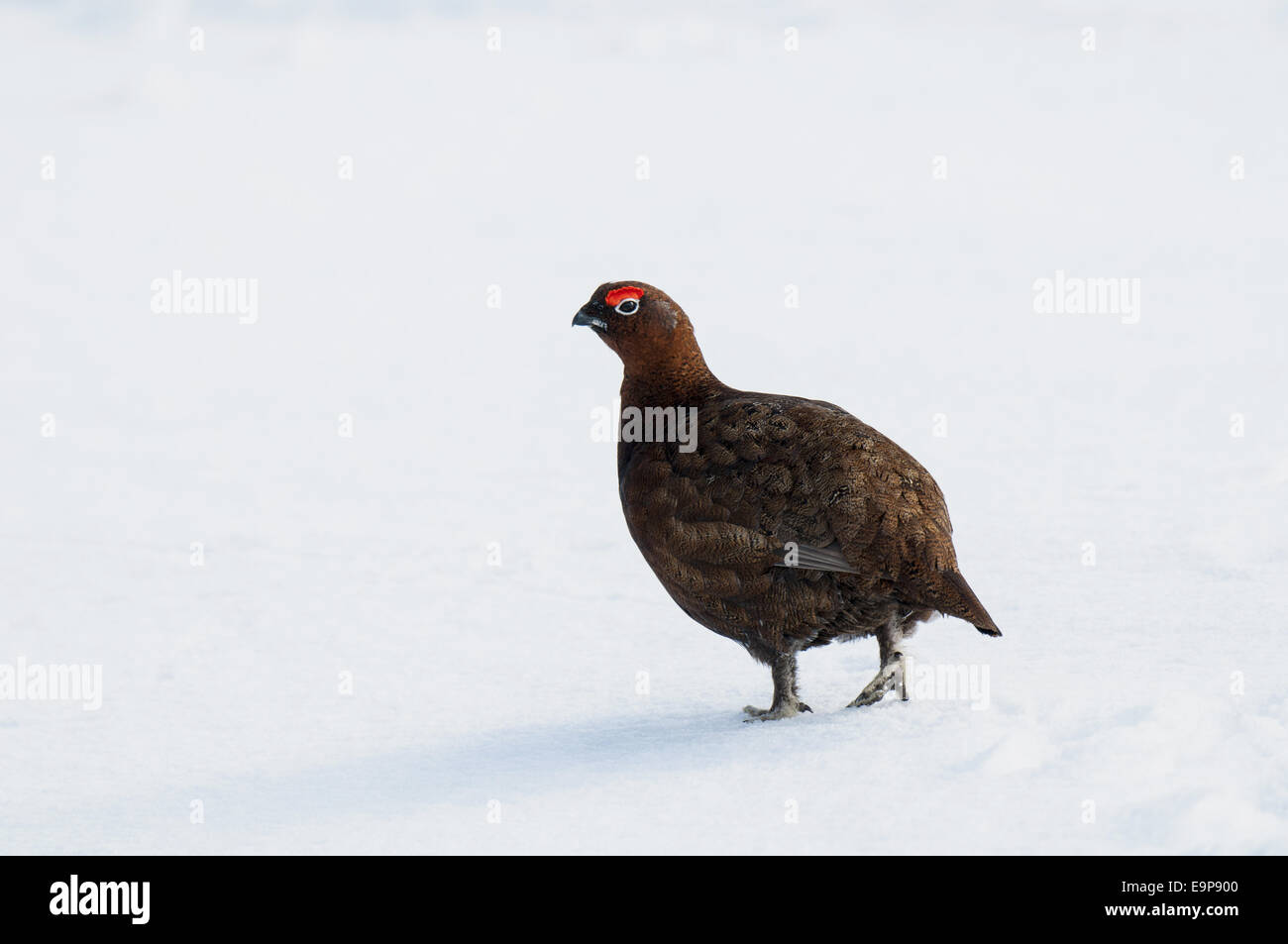 Red Grouse (Lagopus lagopus scoticus) adult male, walking on snow ...
