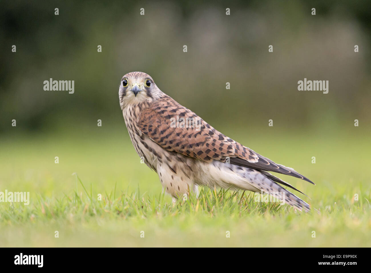 Juvenile kestrels uk hi-res stock photography and images - Alamy