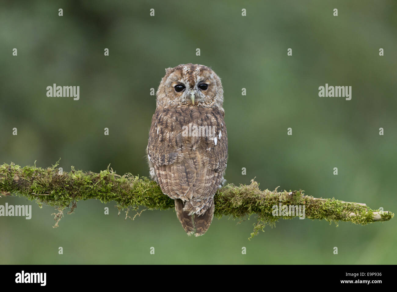 Birds with head turned hi-res stock photography and images - Alamy