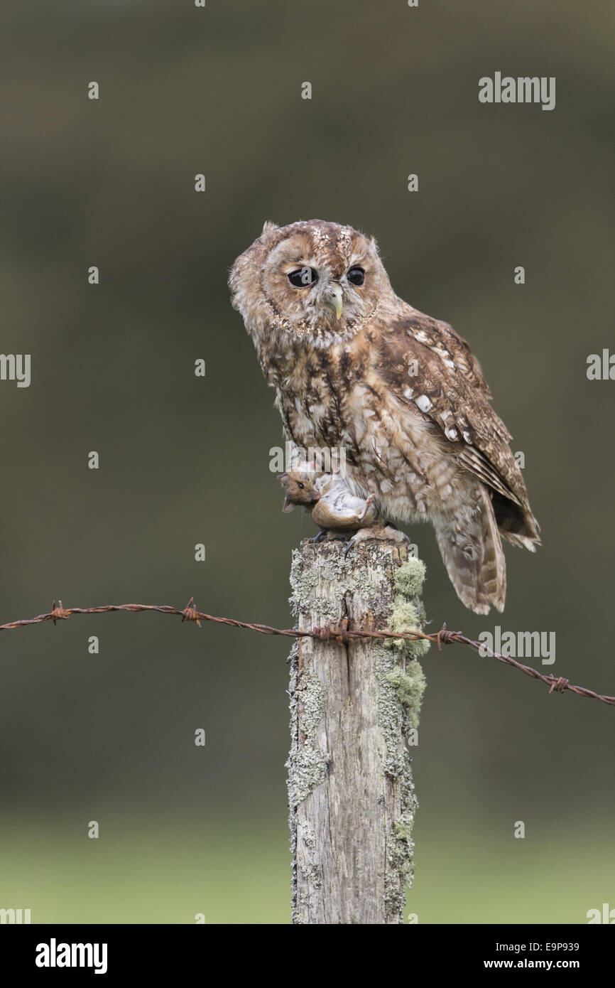 Tawny Owl (Strix aluco) adult, with Wood Mouse (Apodemus sylvaticus ...