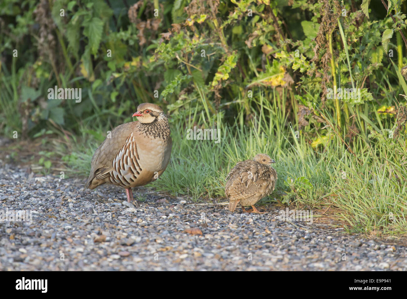 Red-legged Partridge (Alectoris rufa) adult and chick, standing at edge ...