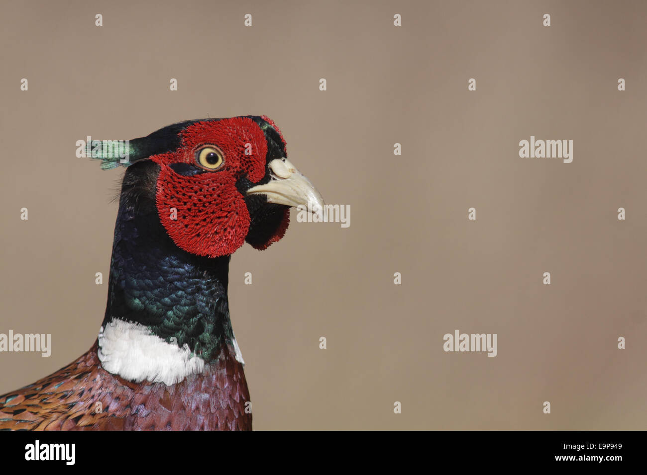 Common Pheasant (Phasianus colchicus) adult male, close up of head and ...