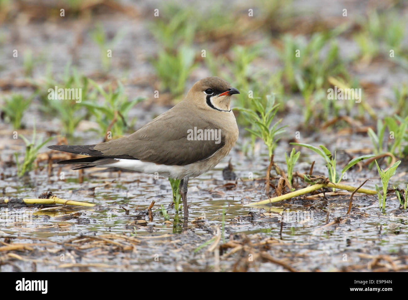 Oriental Pratincole (Glareola maldivarum) adult, standing in shallow ...
