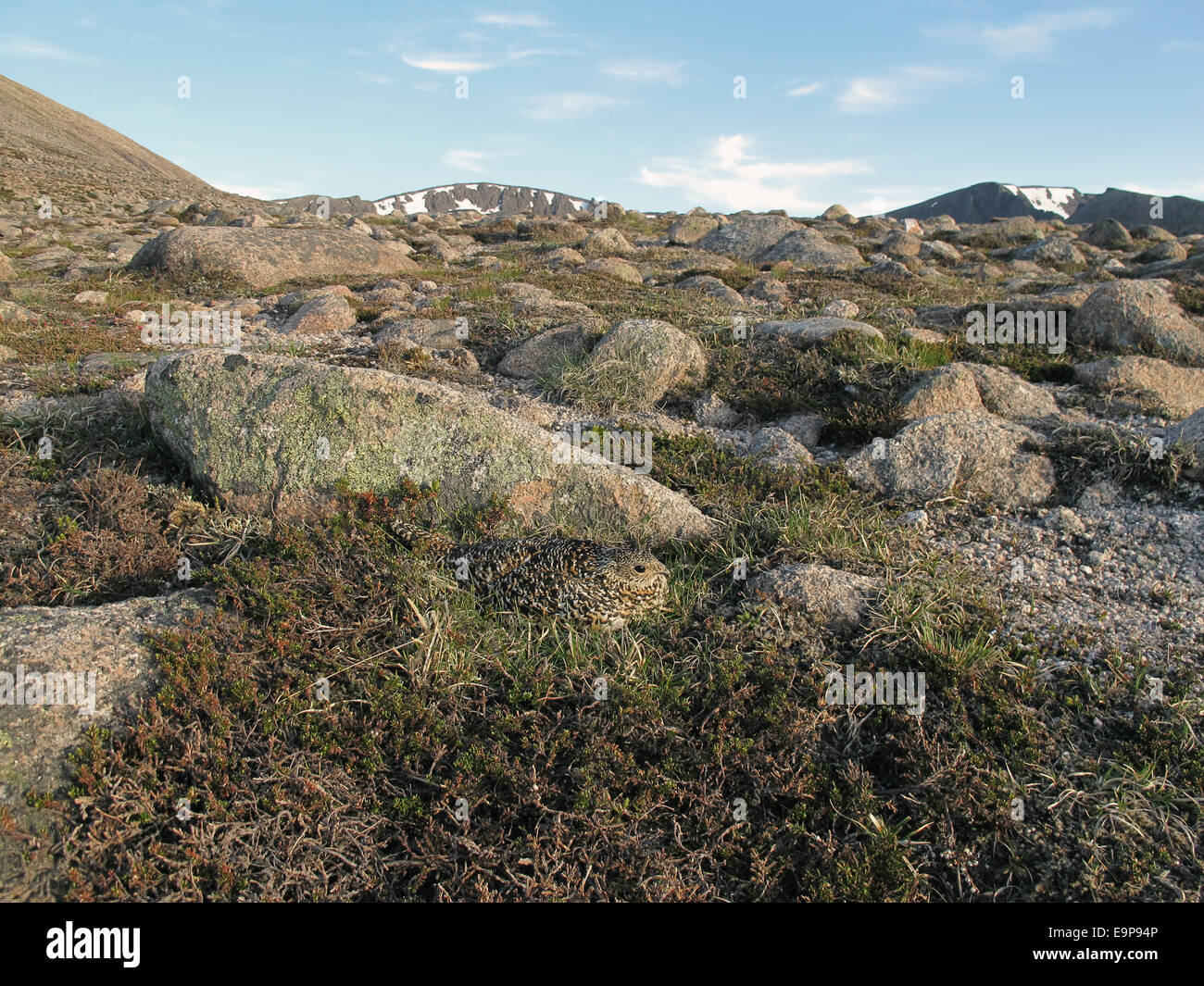 Rock Ptarmigan (Lagopus muta) adult female, sitting on nest, on montane ...
