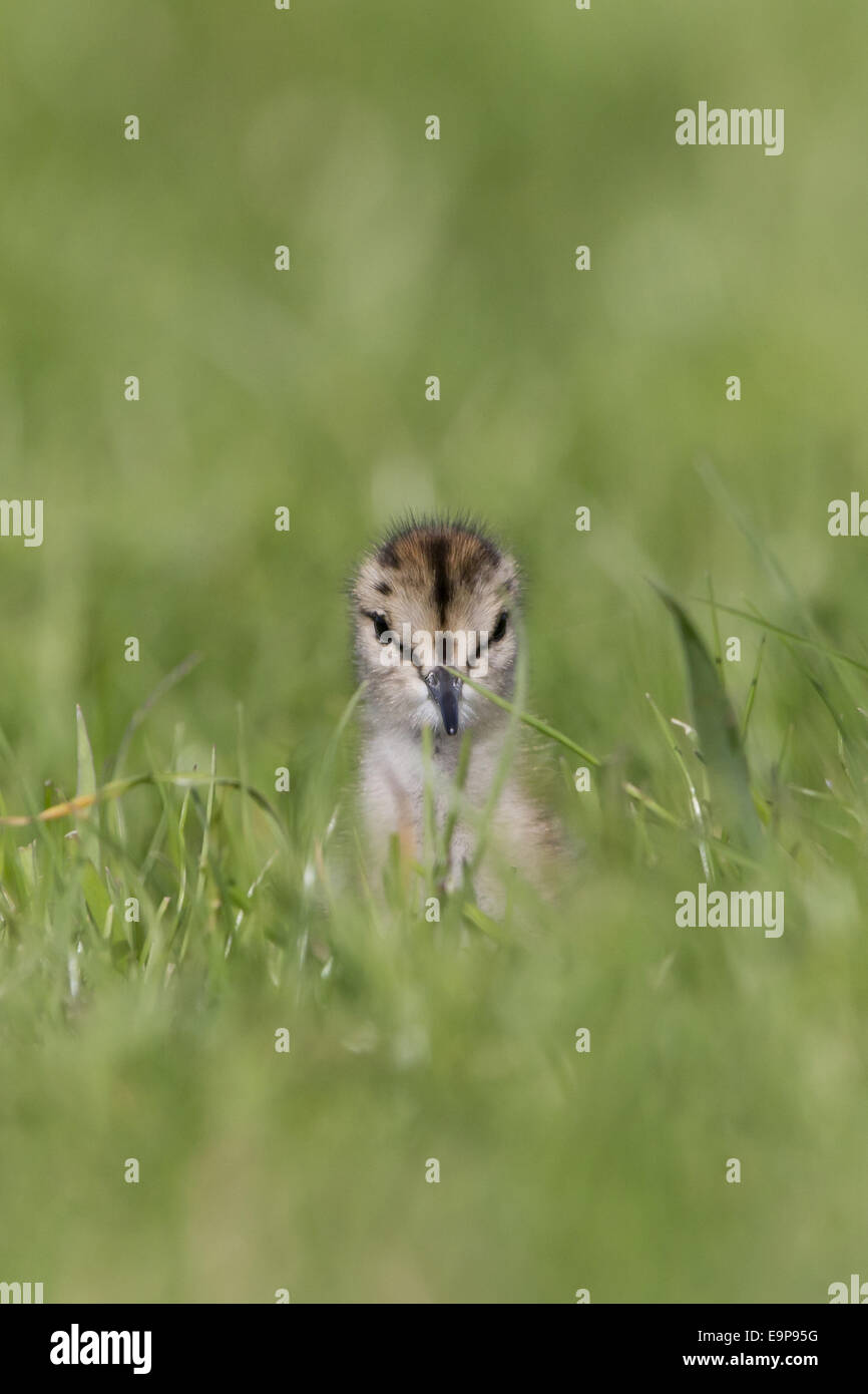 Common Redshank (Tringa totanus) chick, standing in grass on grazing ...