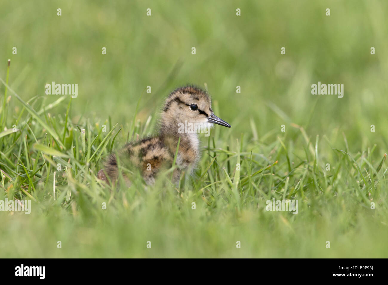 Common Redshank (Tringa totanus) chick, standing in grass on grazing ...