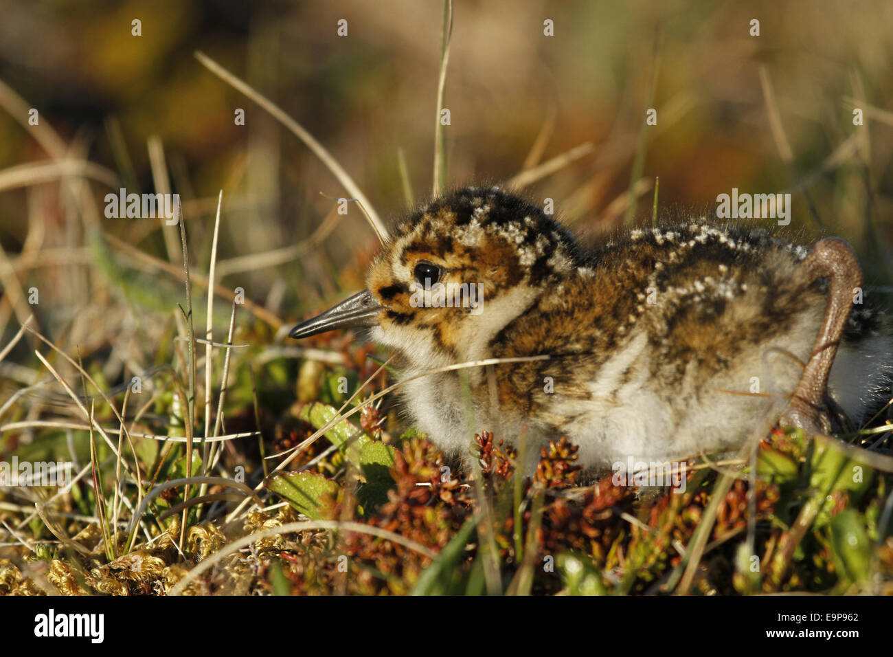 Purple Sandpiper (Calidris maritima) chick, one-day old, on volcanic ...