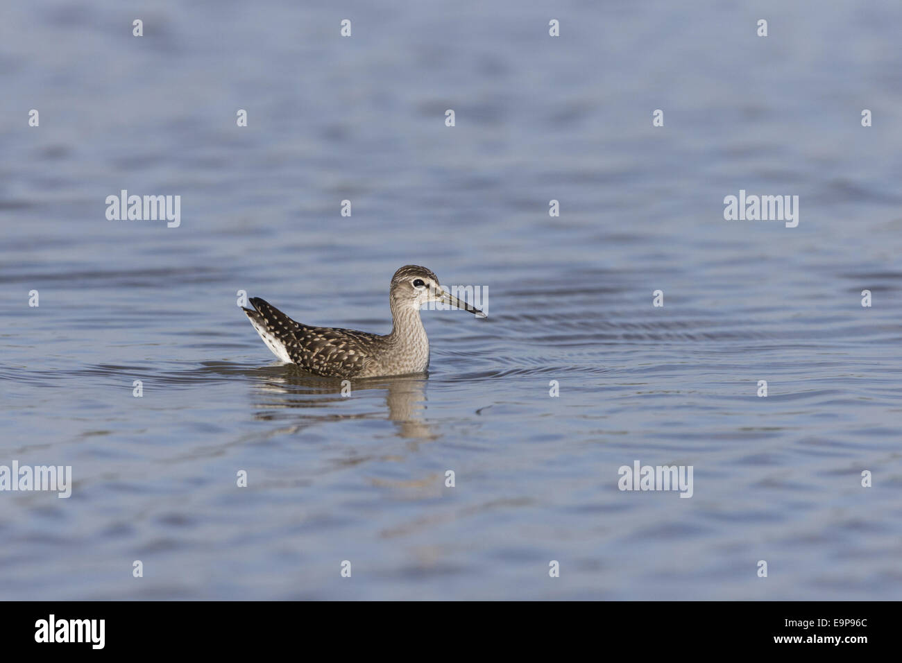 Wood Sandpiper (Tringa glareola) juvenile, swimming, Suffolk, England ...
