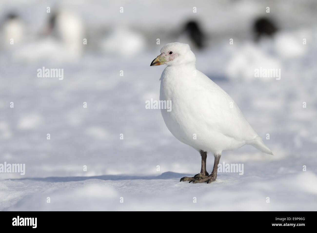 Snowy Sheathbill (Chionis alba) adult, standing on snow, Antarctic ...