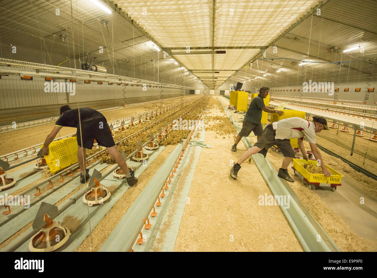 Rearing young chickens hi-res stock photography and images - Alamy