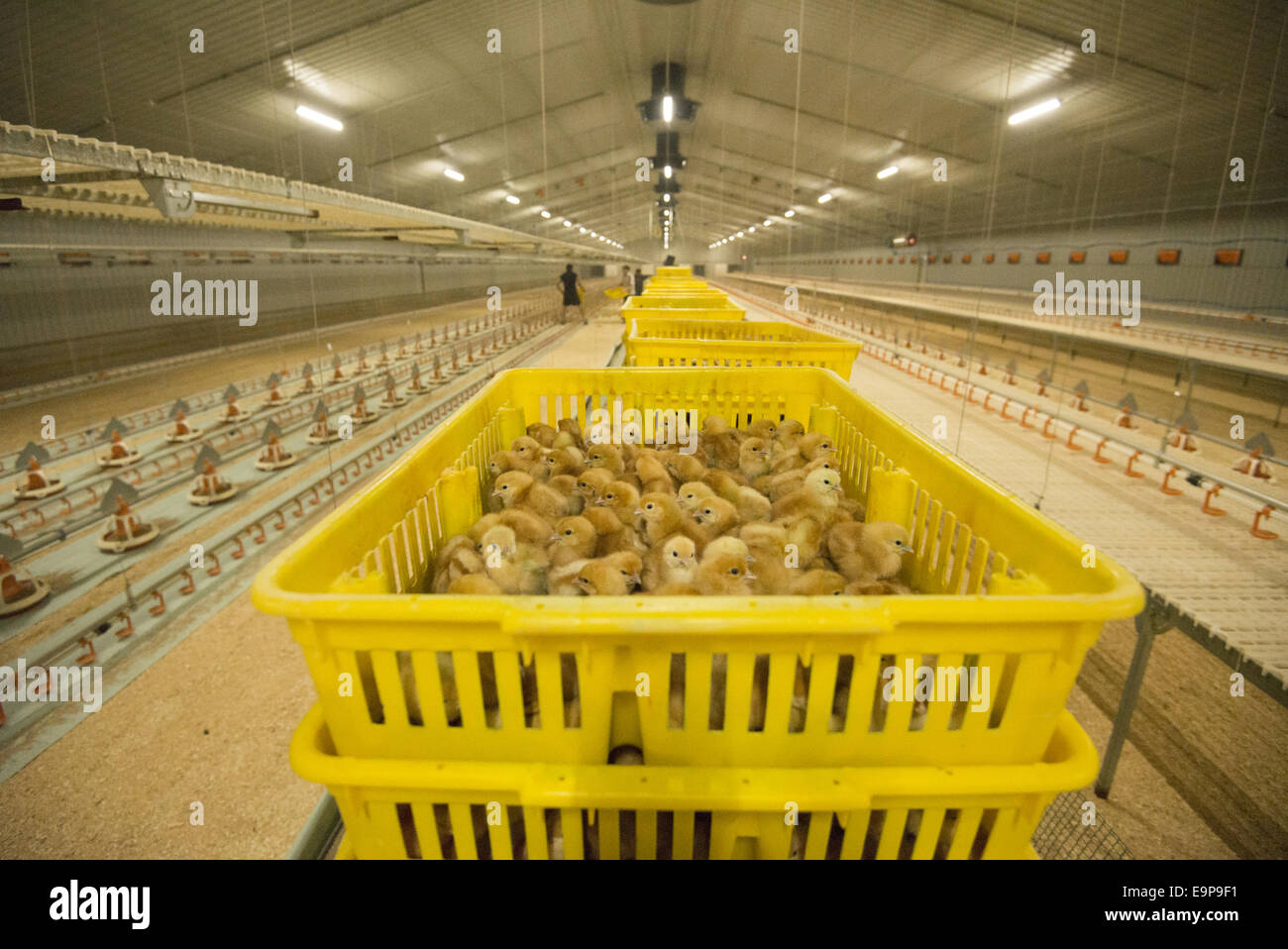 Chicken farming, layer chicks waiting to be put into rearing building ...