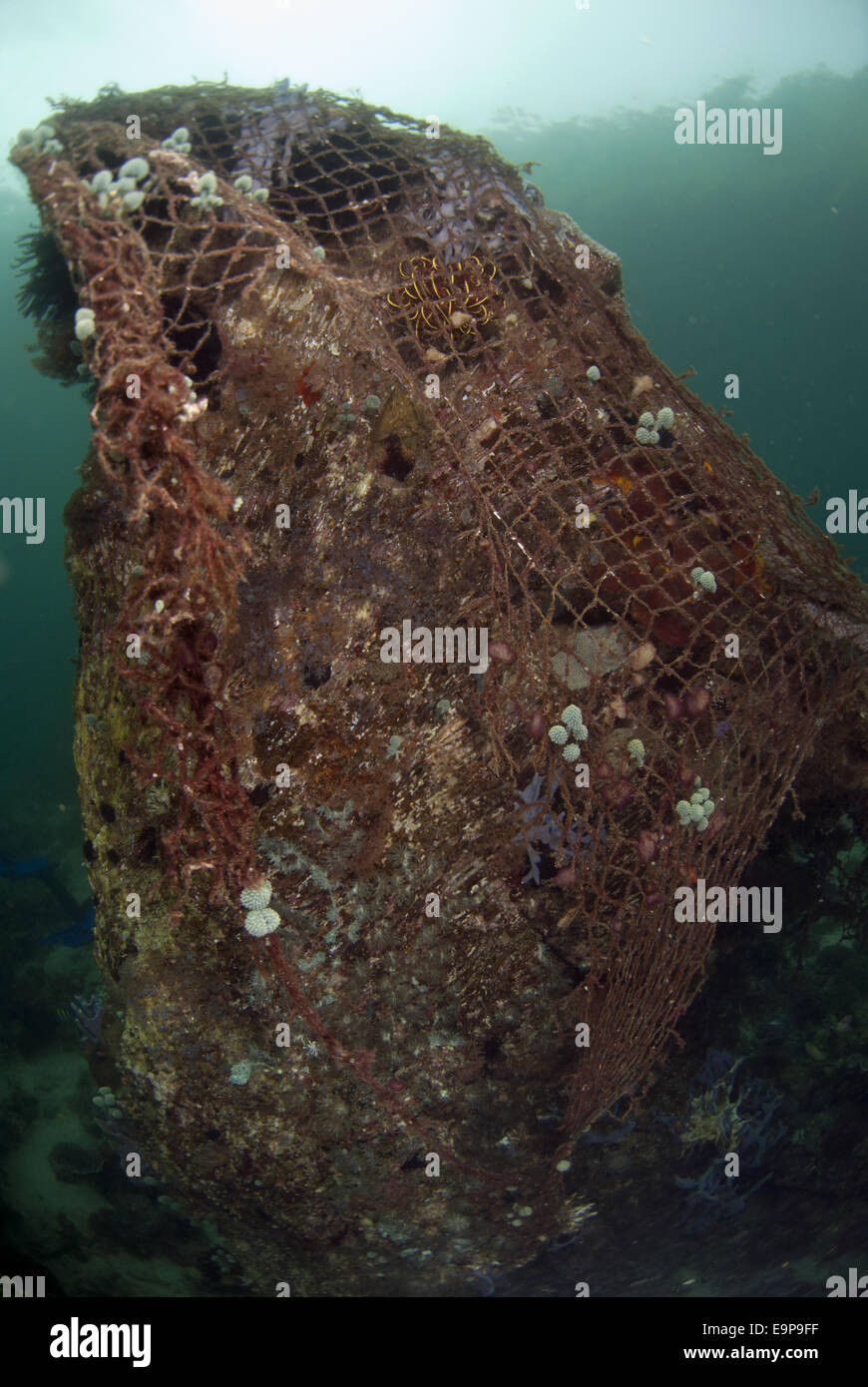 Discarded fishing net caught over rock with coral, Kalabahi Bay, Alor ...
