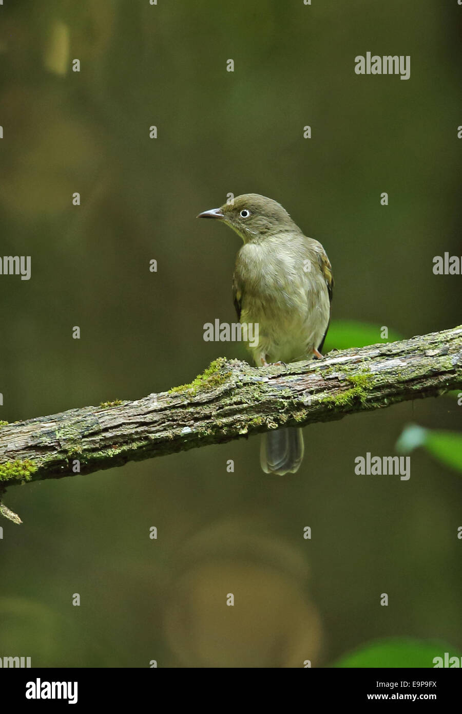 Cream-vented Bulbul (Pycnonotus simplex simplex) adult, perched on ...