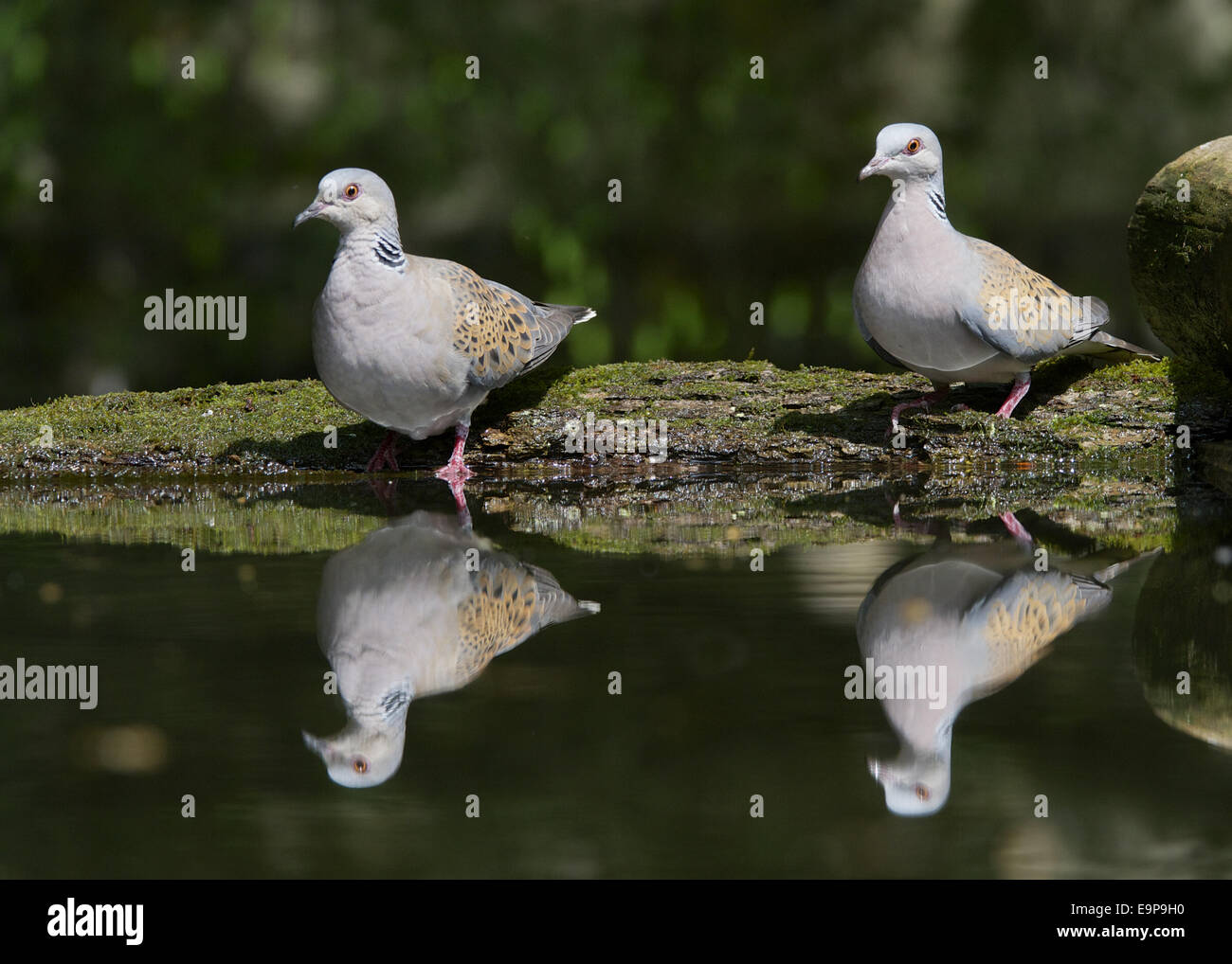 Two Turtle Doves Stock Photos & Two Turtle Doves Stock Images - Alamy
